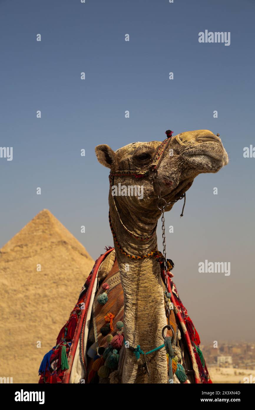 Camel, Pyramid of Khafre (also called Chephren) (background), Giza ...