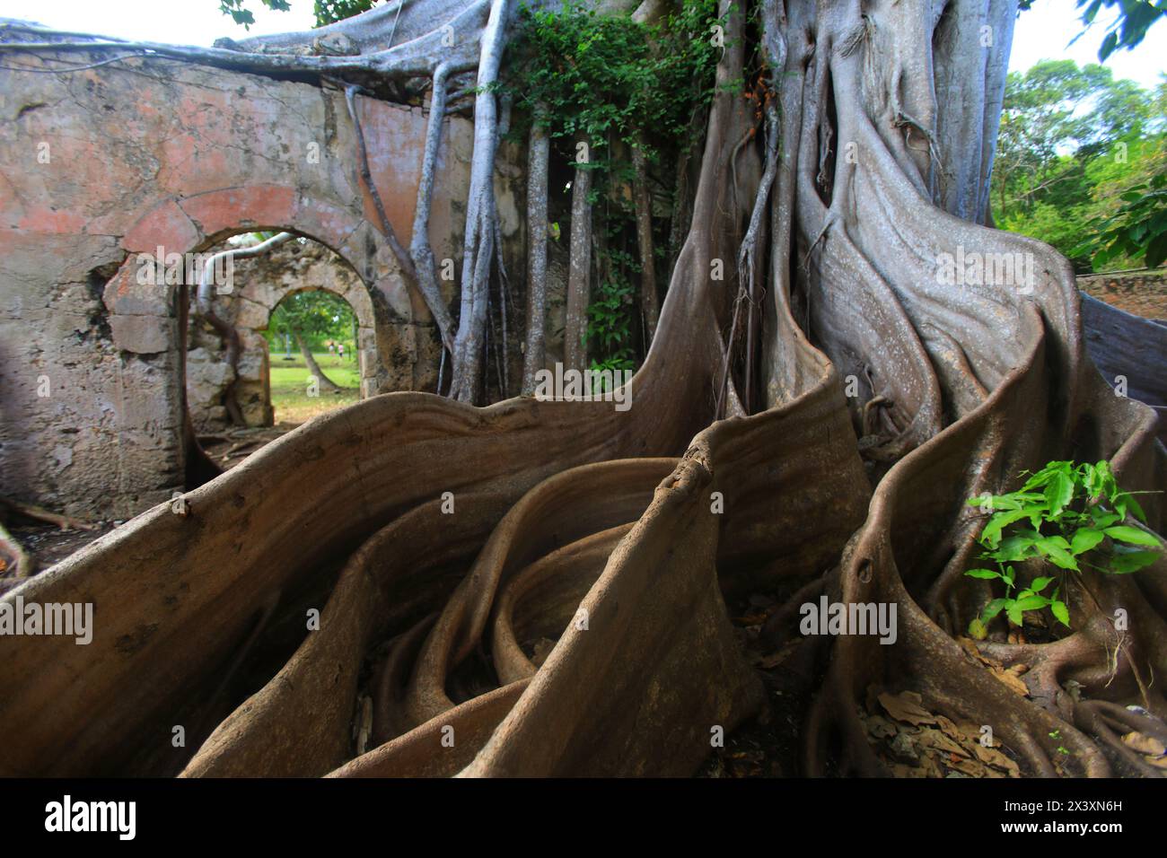 Cursed fig tree hi-res stock photography and images - Alamy