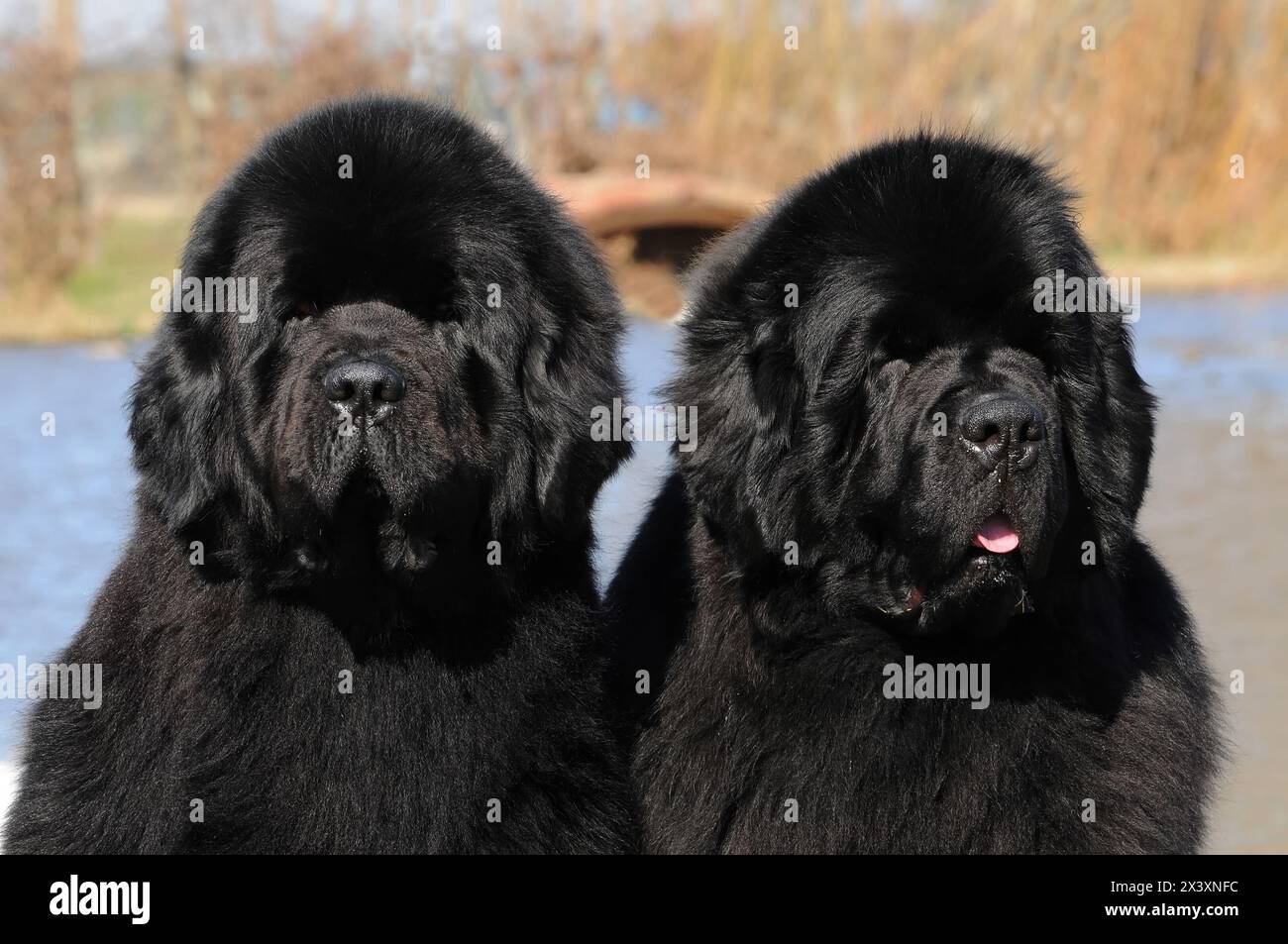 Newfoundland dogs hi-res stock photography and images - Alamy