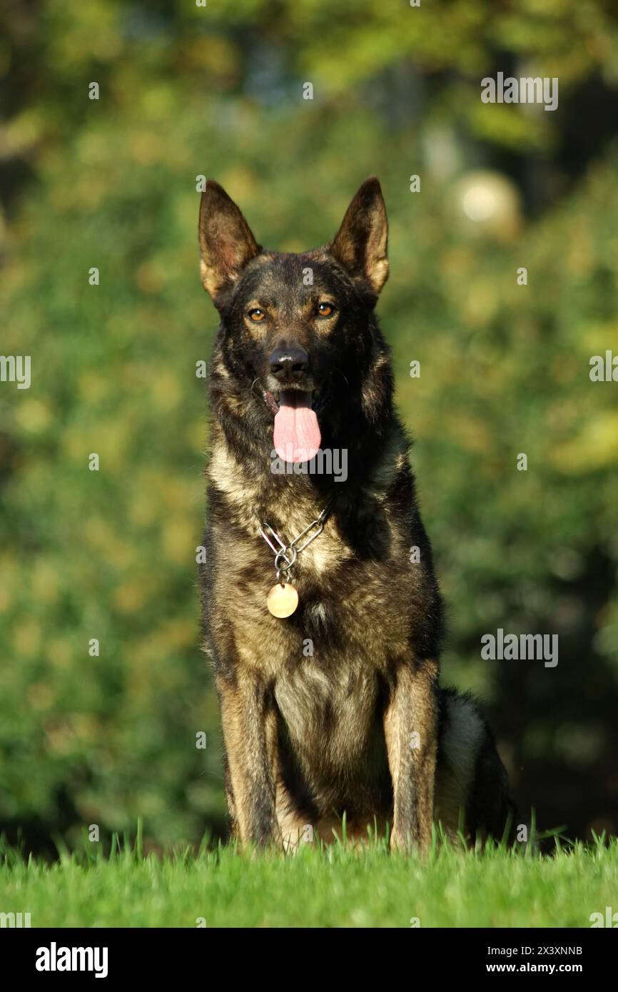 Italian wolfdog hi-res stock photography and images - Alamy