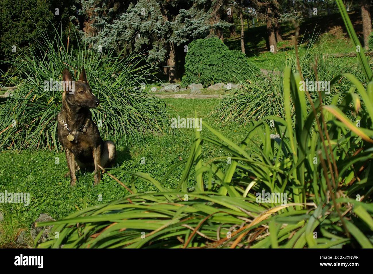 Wolfdogs hi-res stock photography and images - Alamy