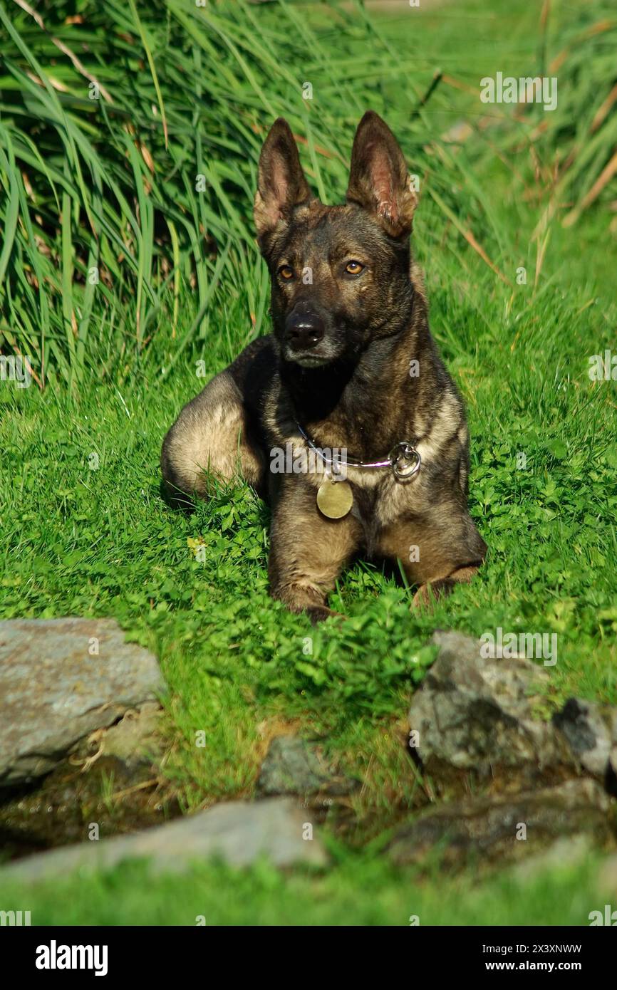 Wolfdogs hi-res stock photography and images - Alamy