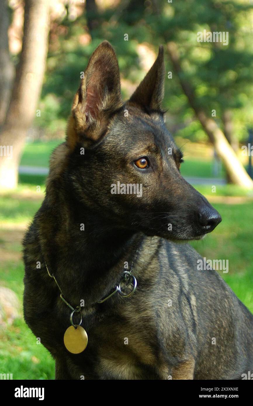 The shepherds dog and the wolf hi-res stock photography and images - Alamy