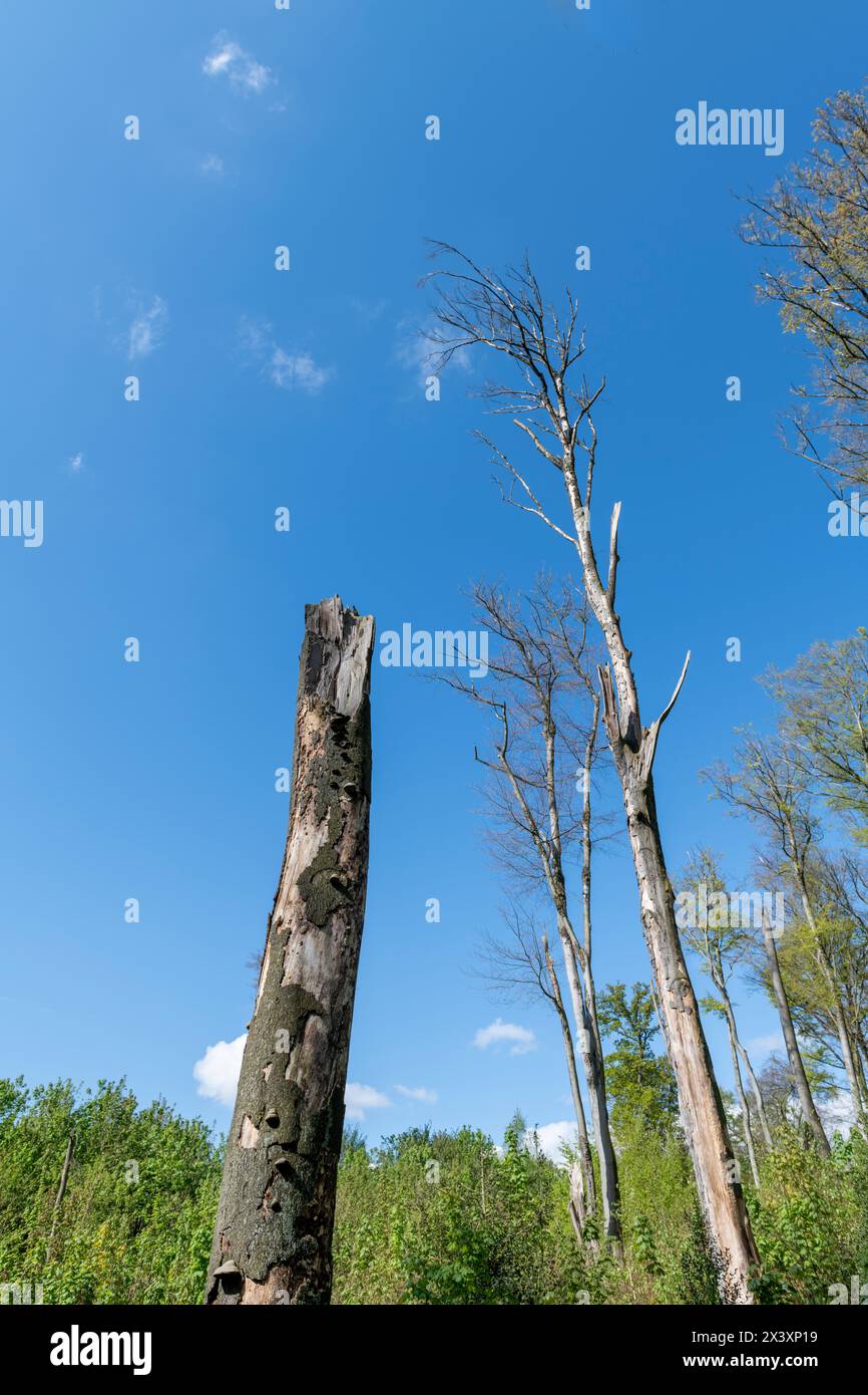 Dead trees with few branches hi-res stock photography and images - Alamy