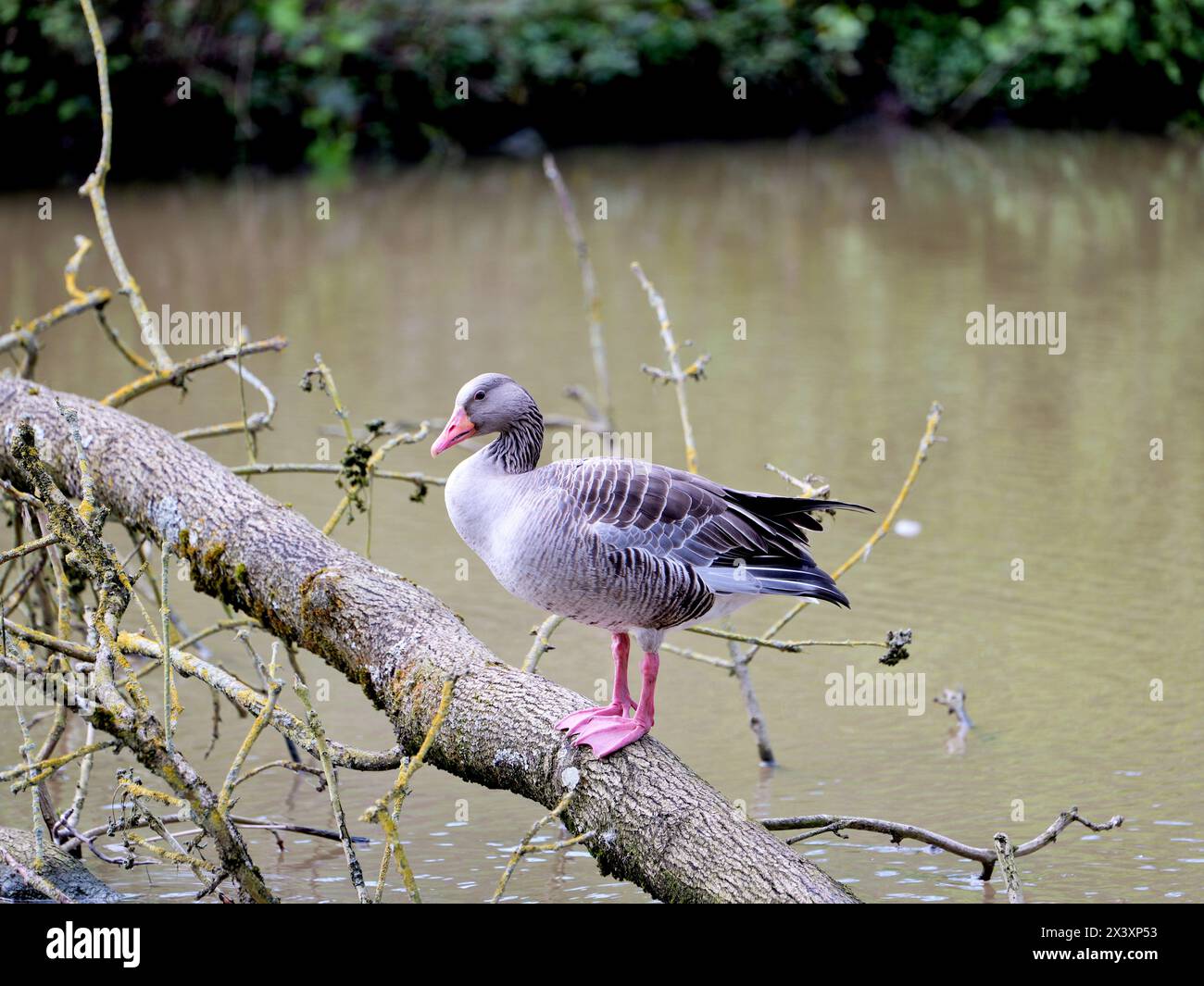 Explore the natural beauty of the Kiel surroundings with this ...