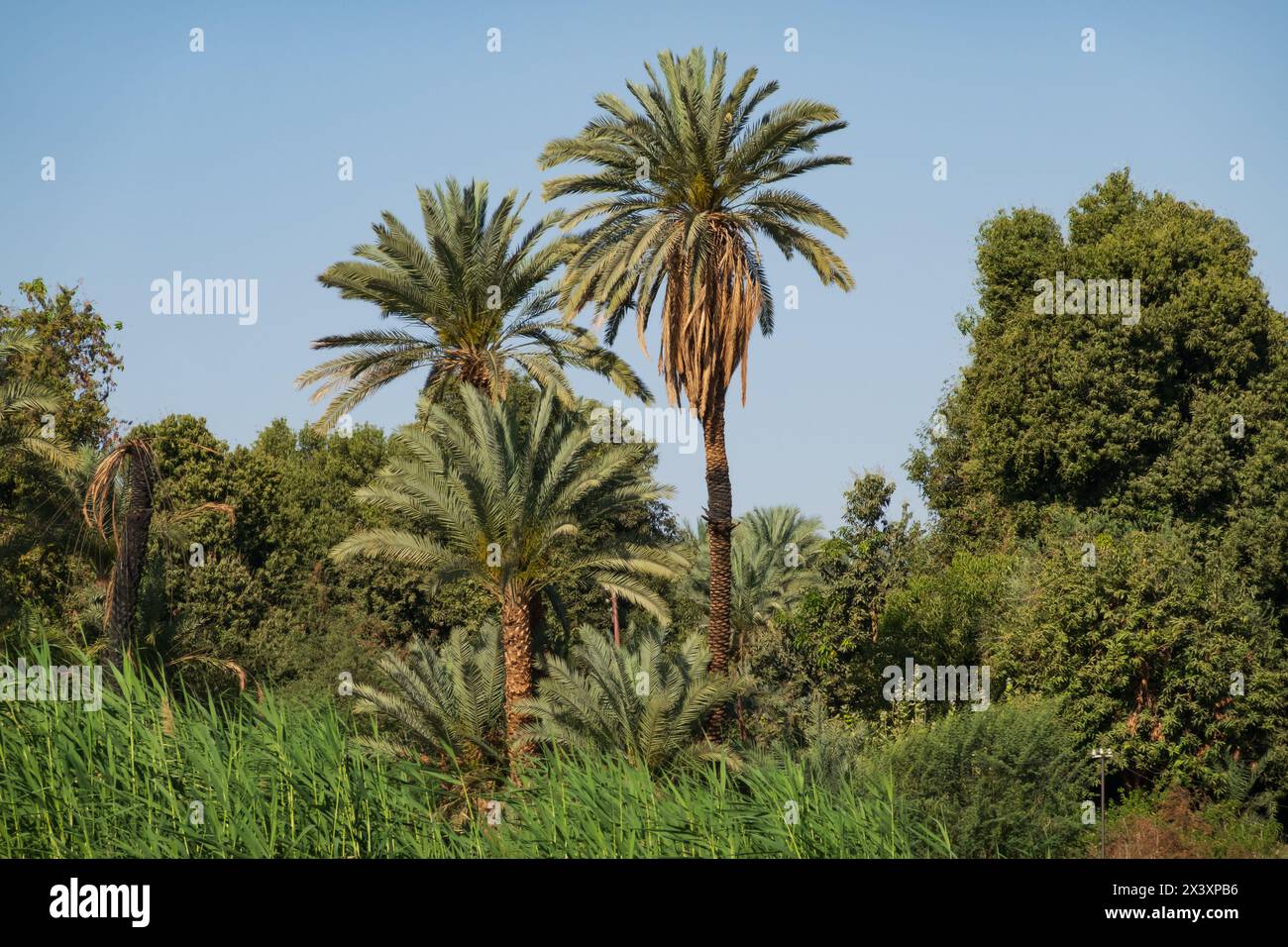 Papyrus tree hi-res stock photography and images - Alamy