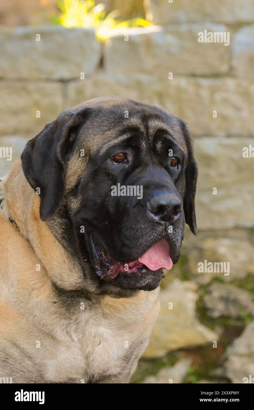Bullmastiff mastiff canine dog hi-res stock photography and images - Alamy