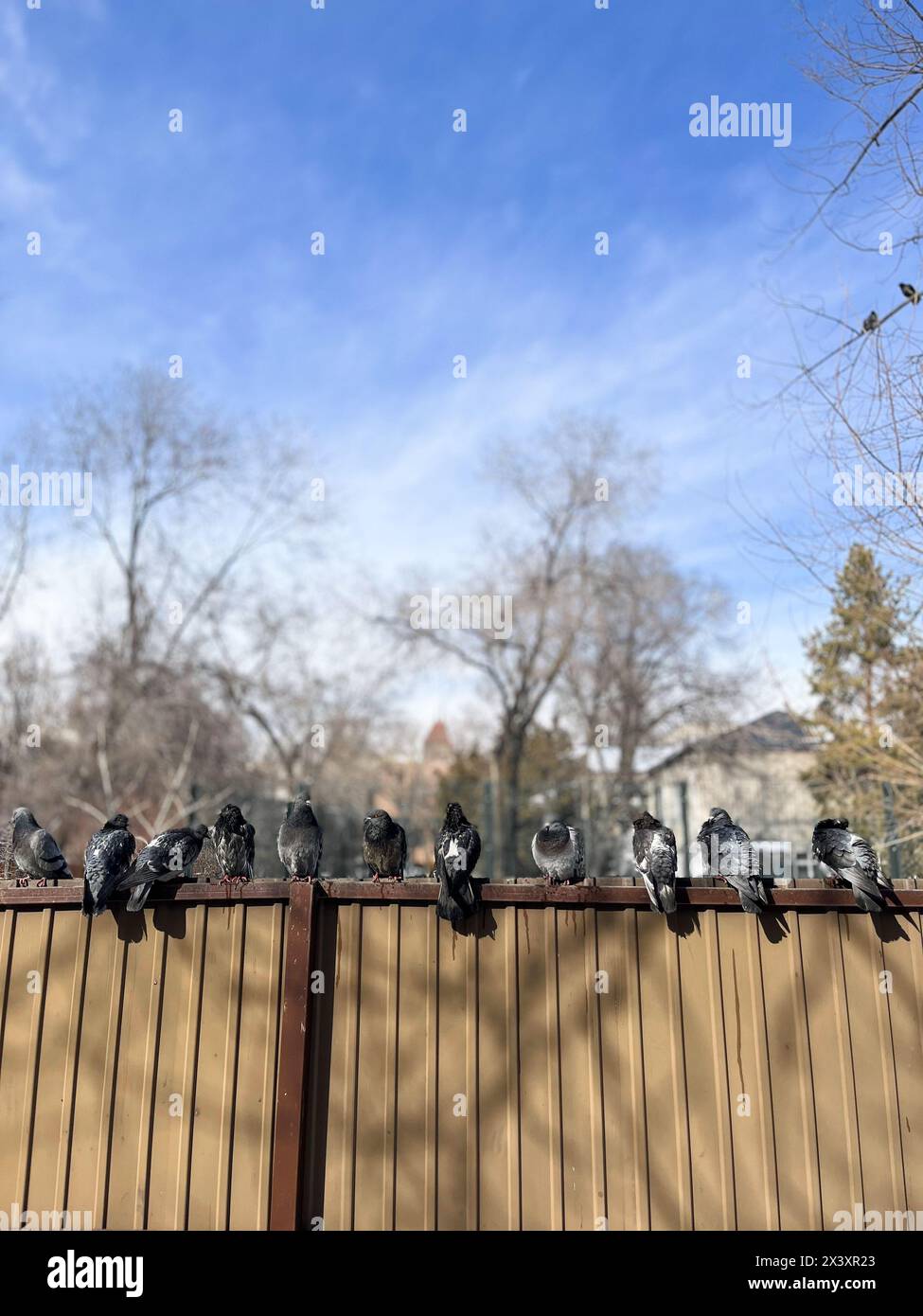 A group of pigeons standing in a row on a brown fence under the blue ...