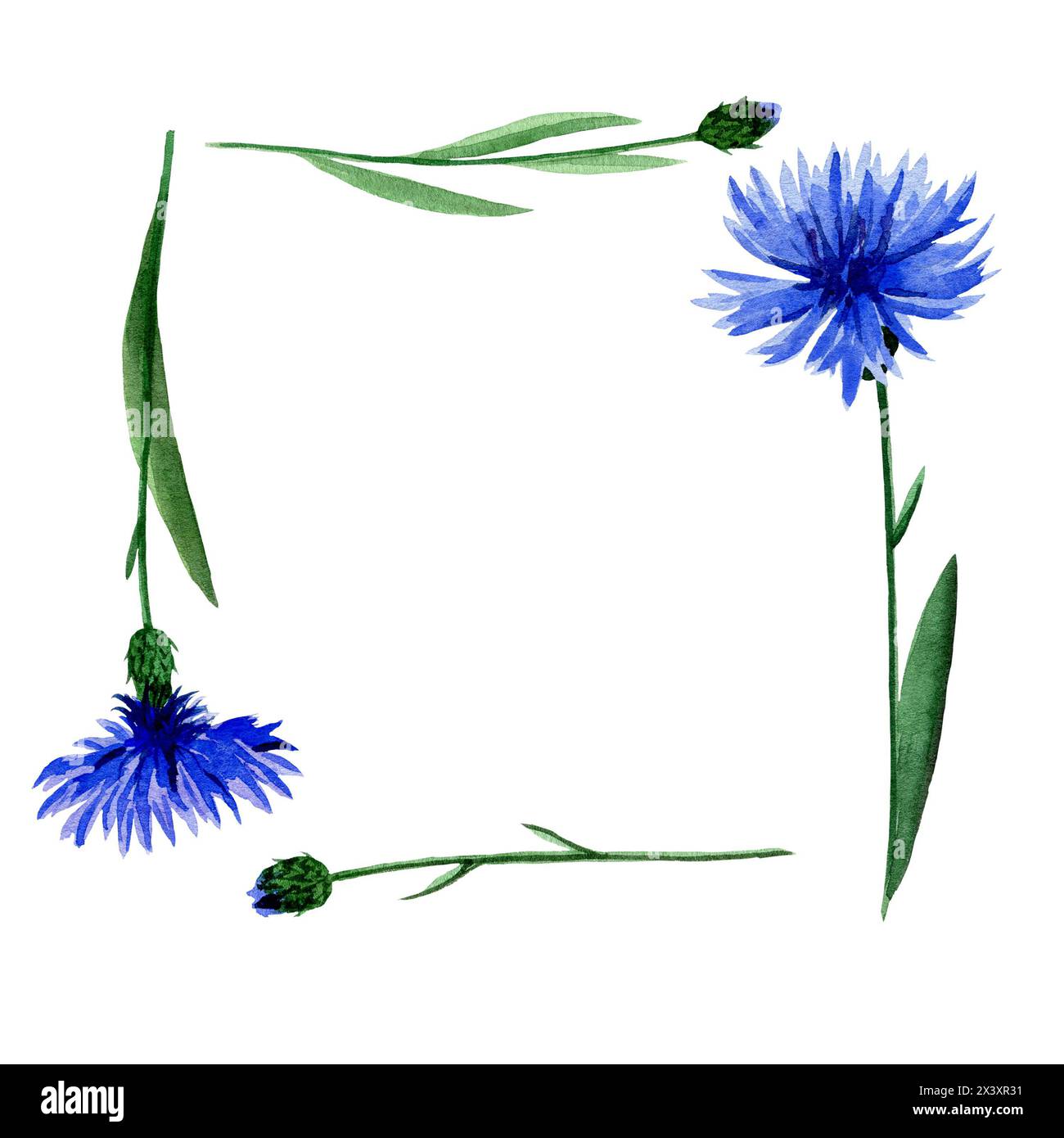 Square frame with cornflower sprigs. Watercolor hand drawn illustration ...