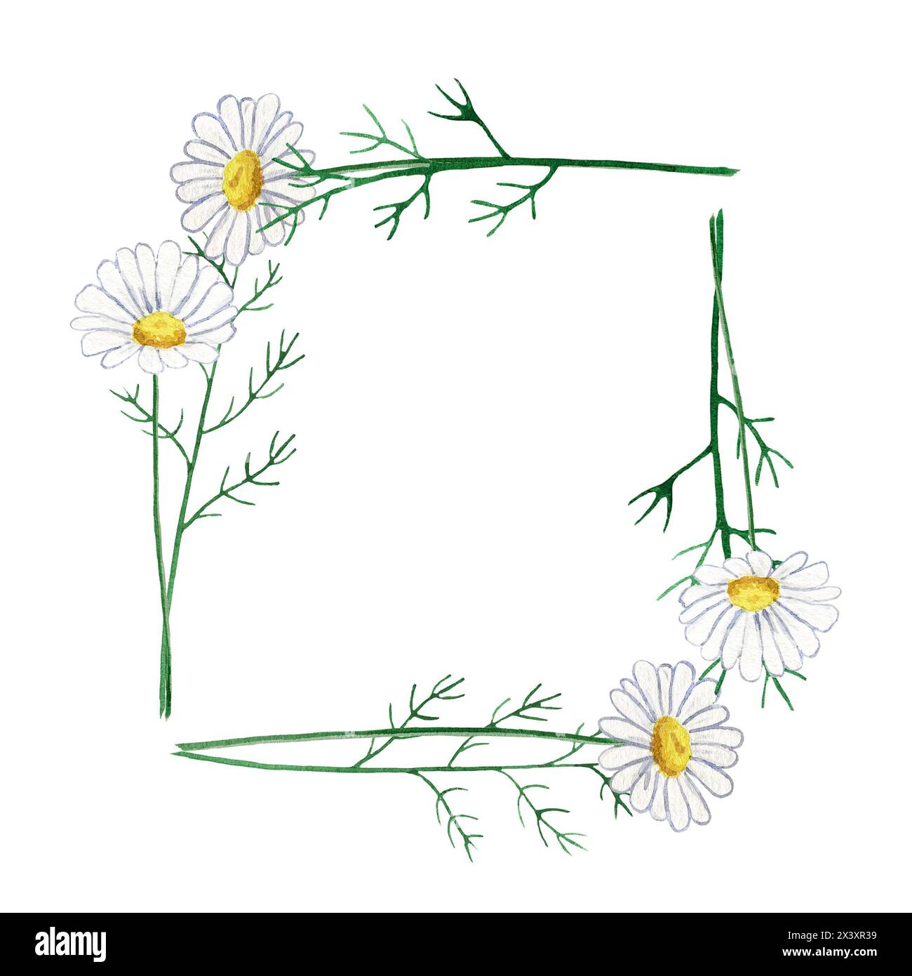 Square frame with chamomile sprigs. Watercolor hand drawn illustration ...