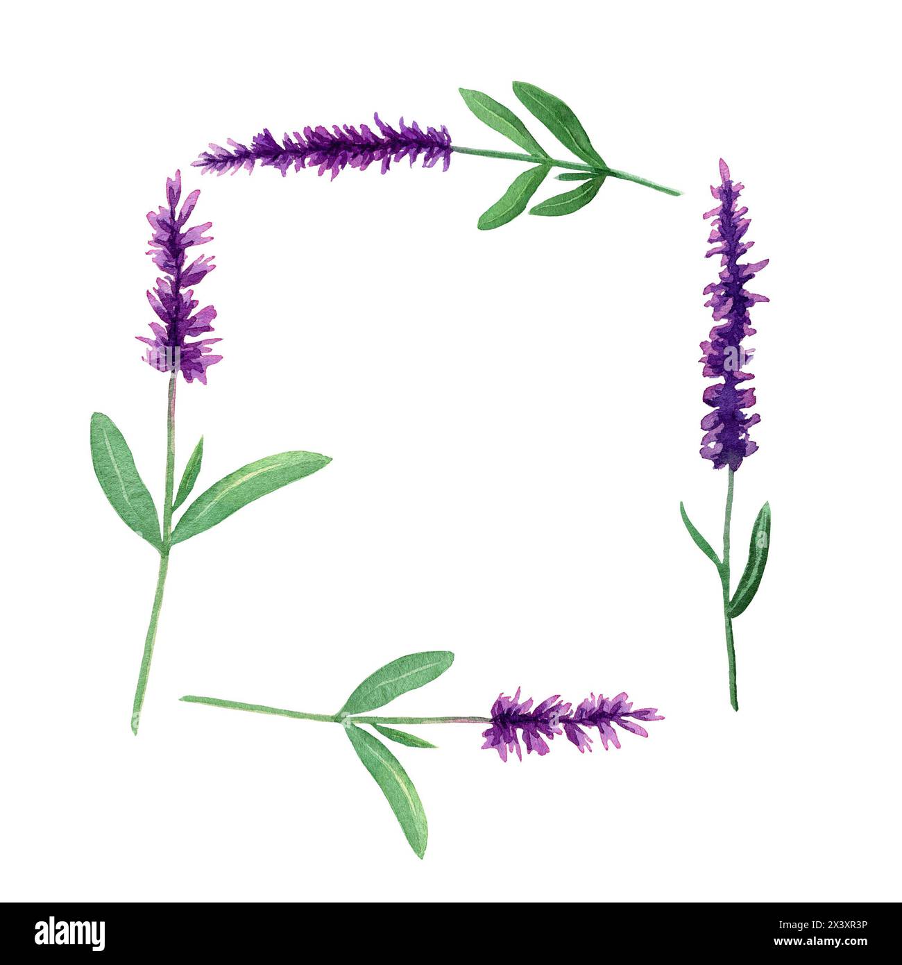 Square frame with sage branches. Watercolor hand drawn illustration ...