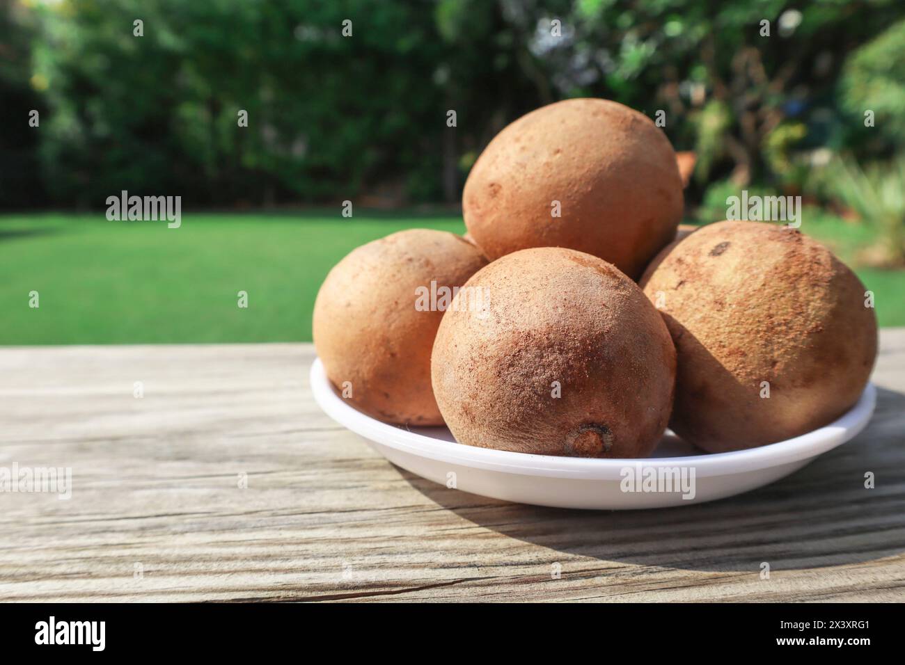Sapota fruit or Chikoo fruit, sweet in taste. Sapodilla is tropical ...