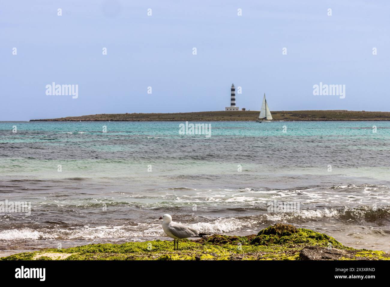 Playa de Punta Prima en Menorca. En primer plano una gaviota, al fondo ...