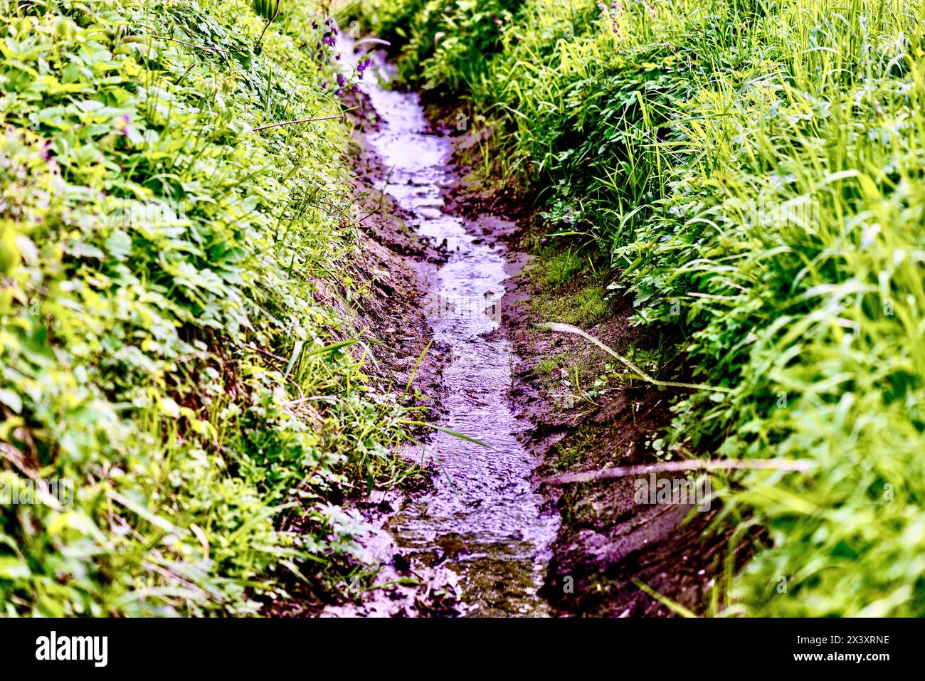 Stream with trees and grass hi-res stock photography and images - Alamy