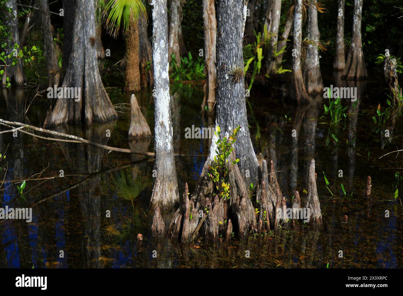 Usa, Florida. Everglades. Loop Road. Cypress trees and swamp Stock ...