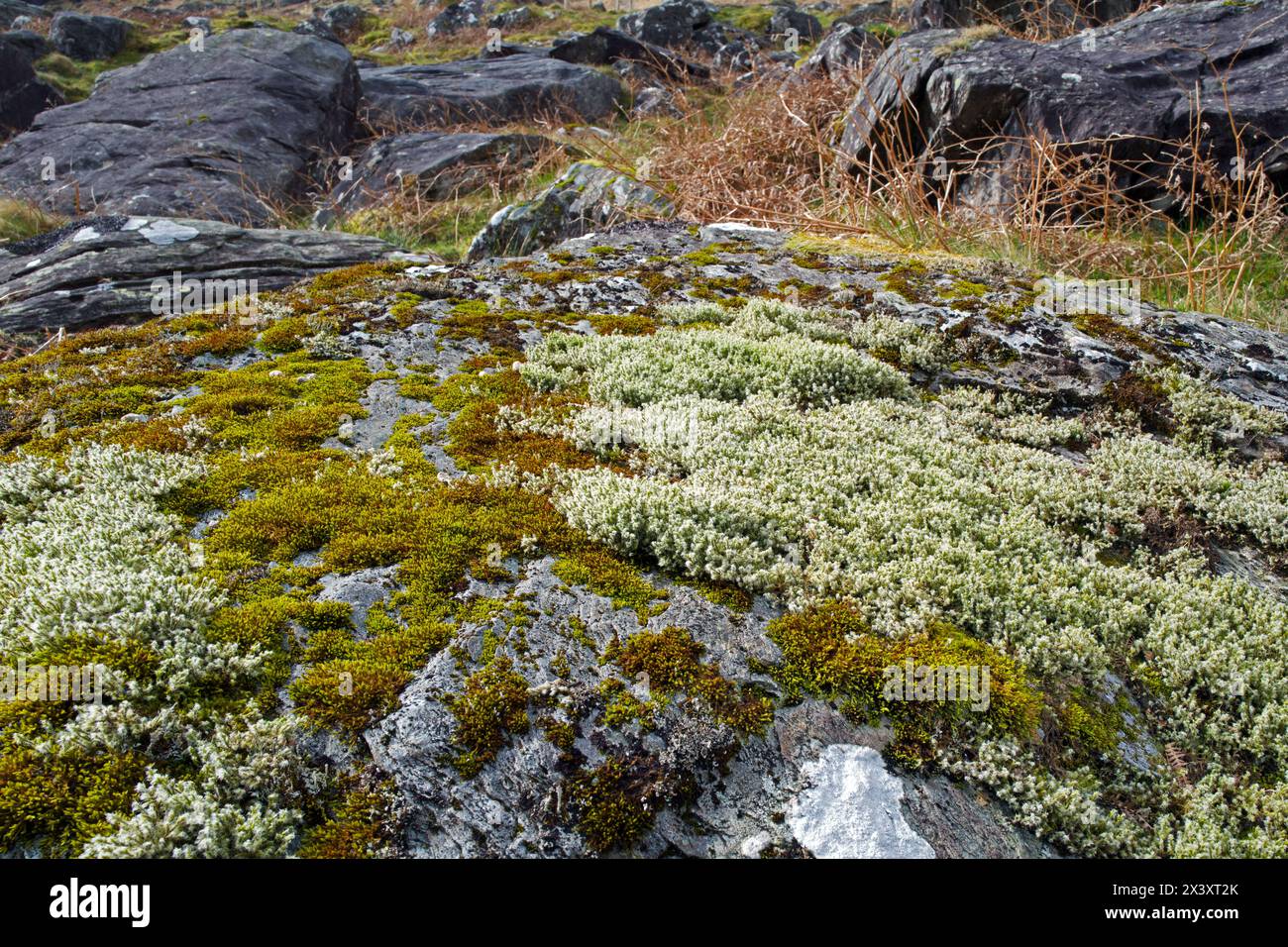 Narrow leaved fringe moss hi-res stock photography and images - Alamy