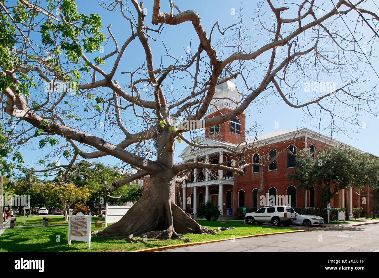 Kapok Tree Key West
