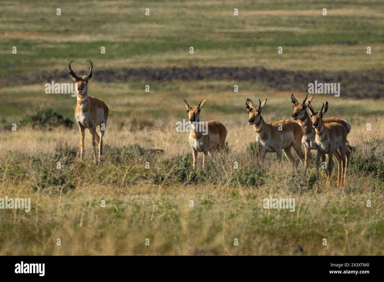 Small group of pronghorn bucks in the Smoke Creek Desert of Lassen ...