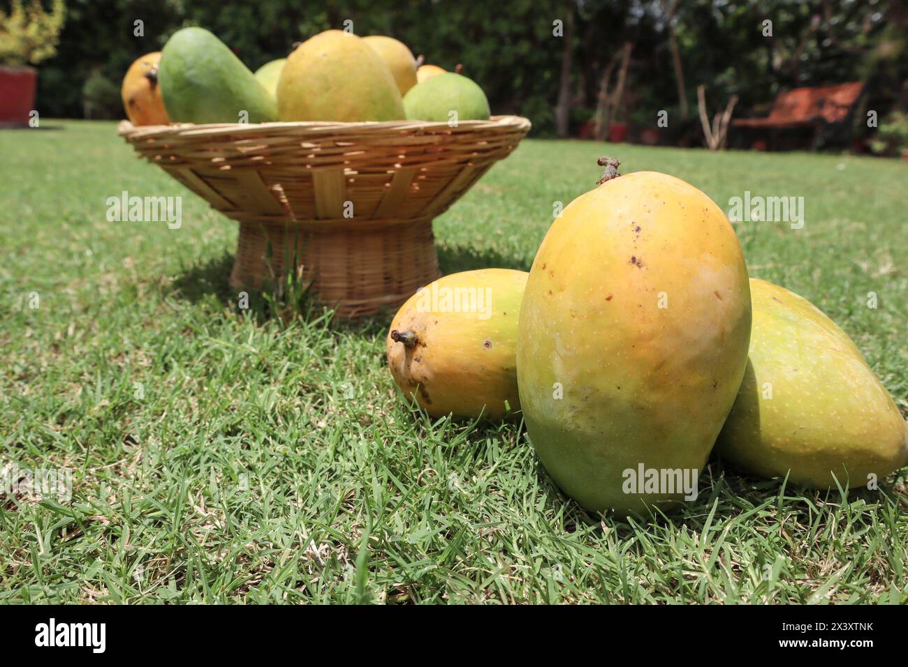 Delicious Mango fruits in basket Stock Photo - Alamy