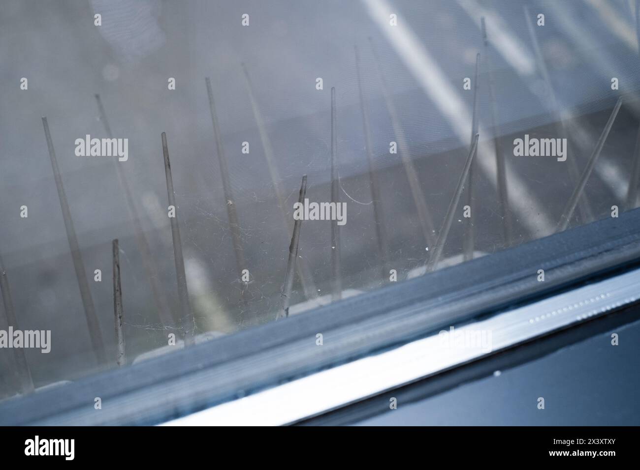 Spikes attached outside a window, to deter pigeons and other birds from ...