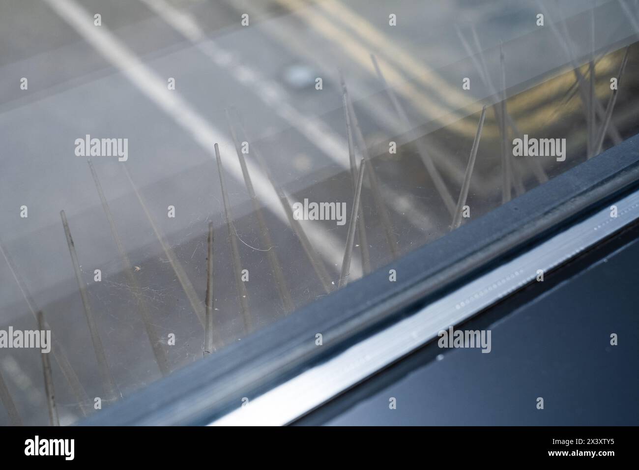 Spikes attached outside a window, to deter pigeons and other birds from ...