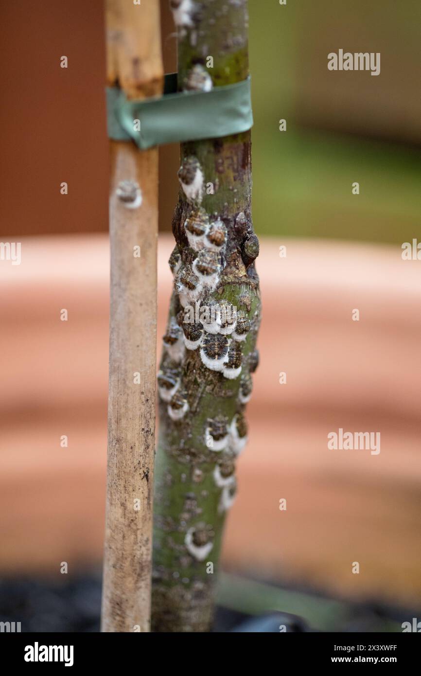 Scale insects on a Japanese Maple (Acer palmatum dissectum Firecracker ...