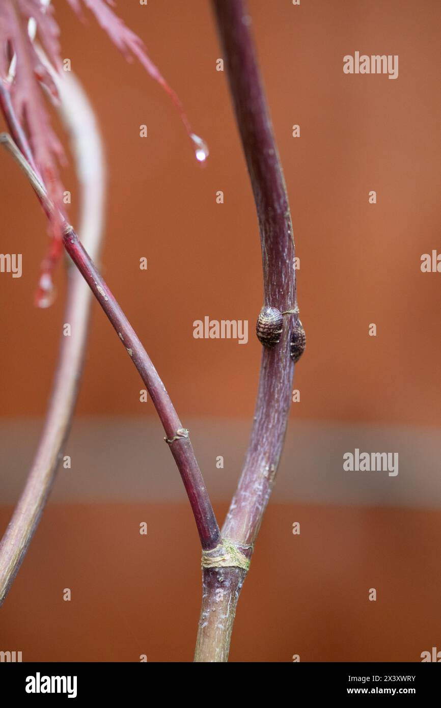 Scale insects on a Japanese Maple (Acer palmatum dissectum Firecracker ...
