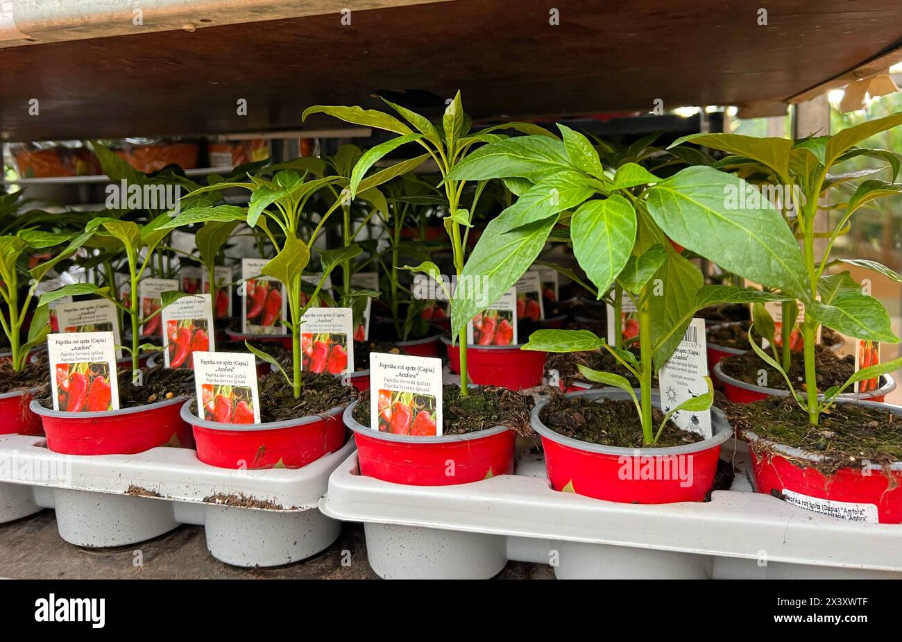 Chili pepper seedlings in pots at the garden center. Growing seedlings ...