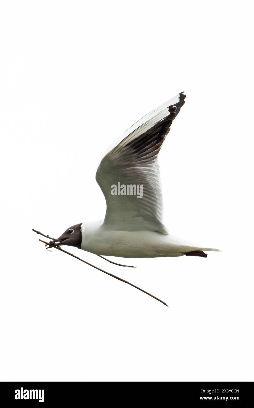 Flying with nesting materials Cut Out Stock Images & Pictures - Alamy