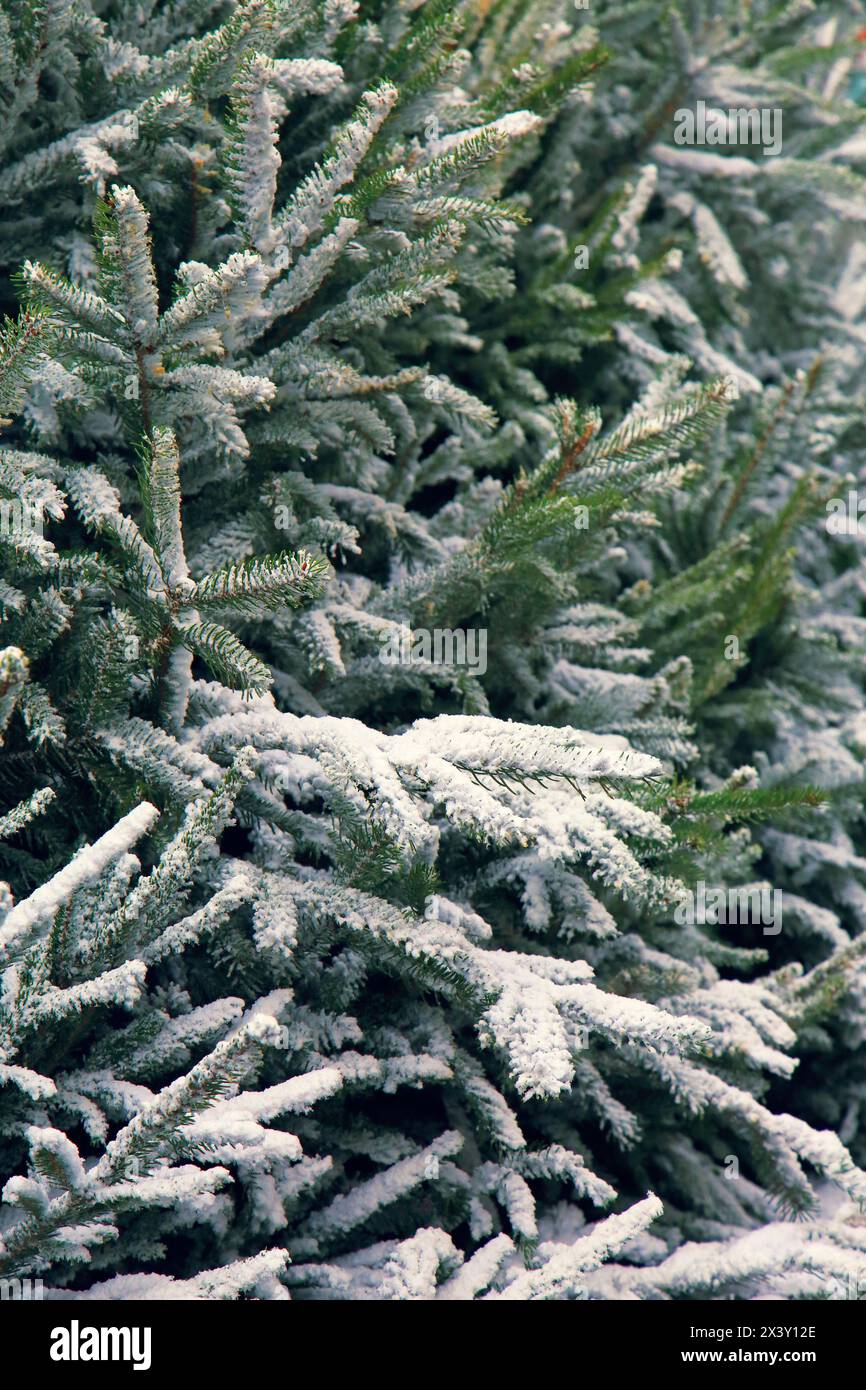 White artificial fir branches hi-res stock photography and images - Alamy