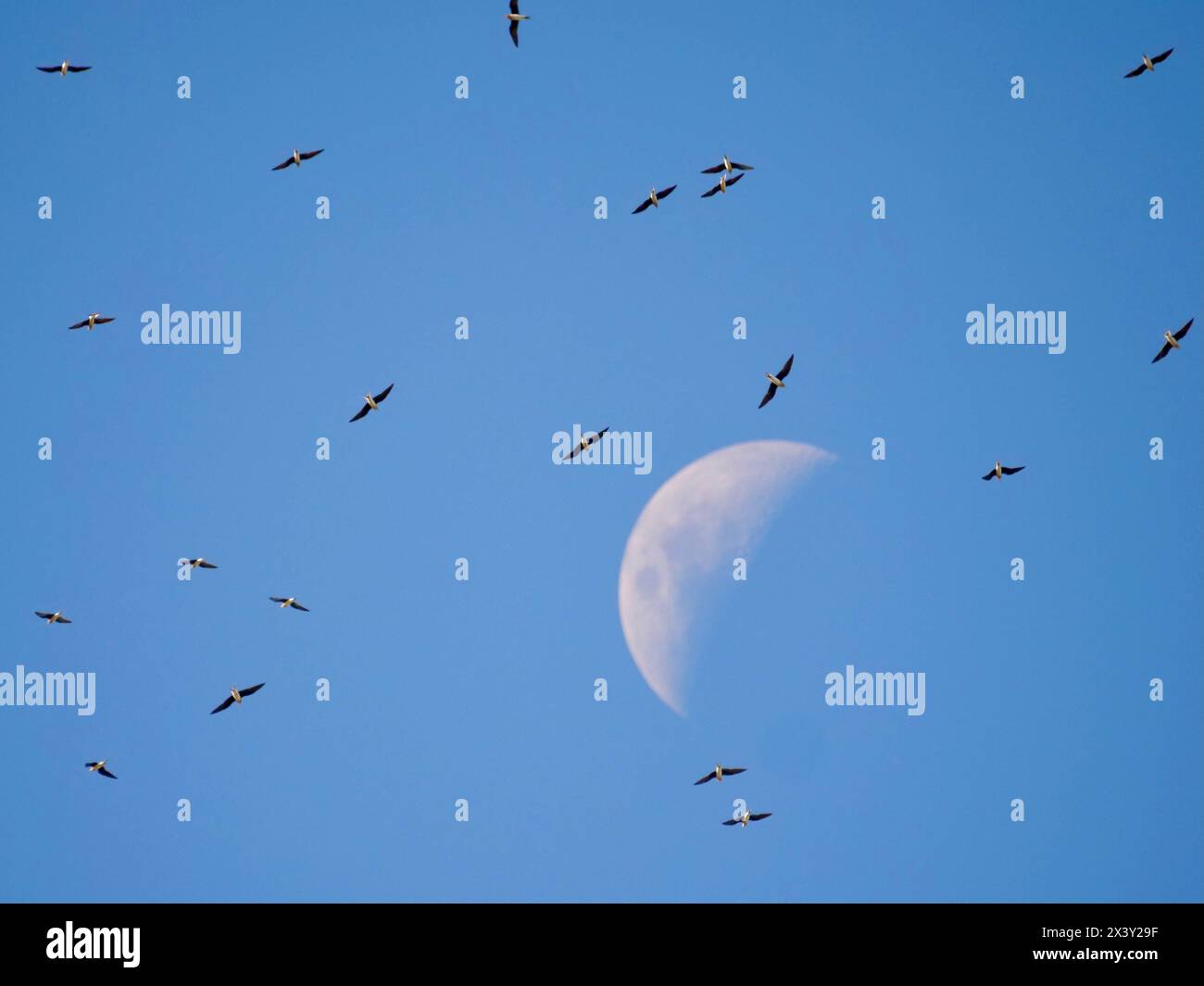 Mond horizontal hi-res stock photography and images - Alamy