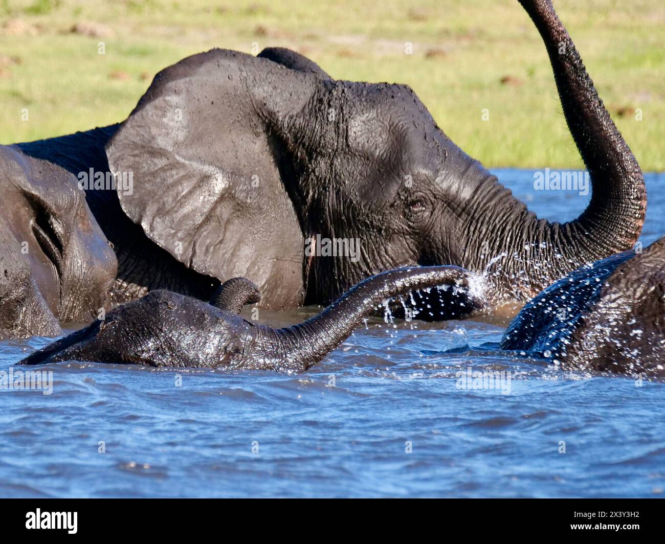 Elefantenschwimmen hi-res stock photography and images - Alamy