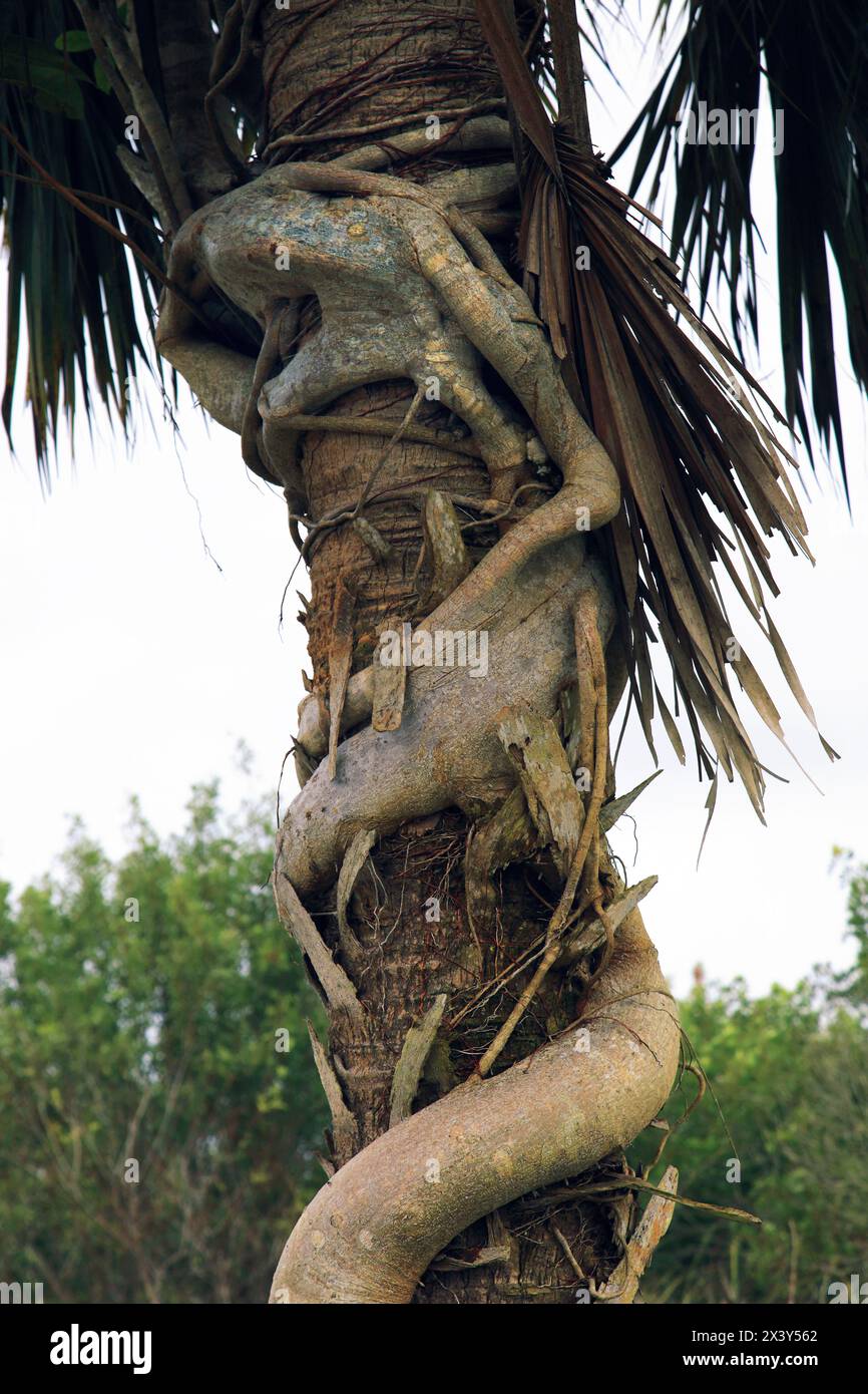 Florida strangler fig hi-res stock photography and images - Alamy