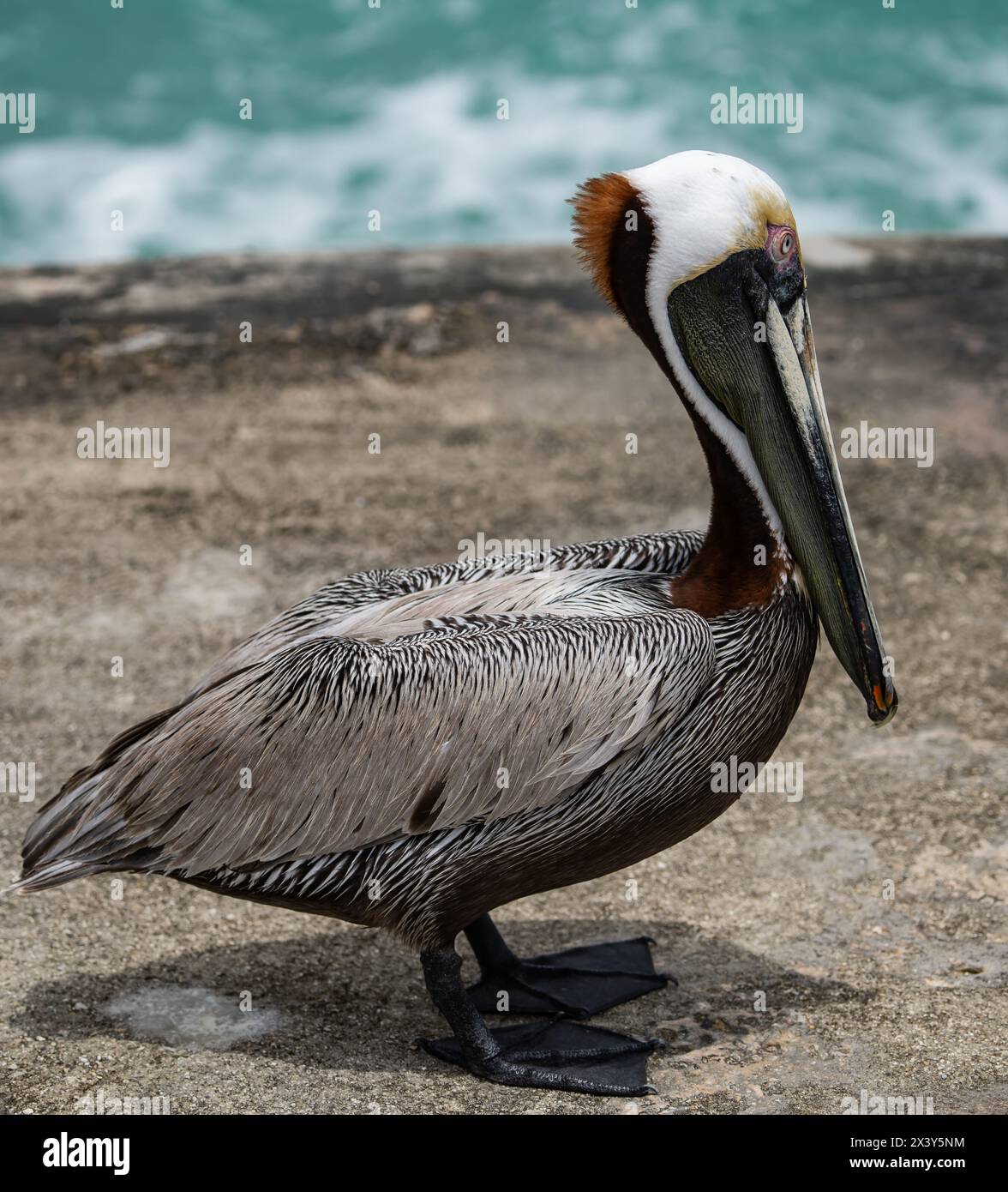 Beautiful Pelicans are symbols of Florida. Big, powerful bird is a ...