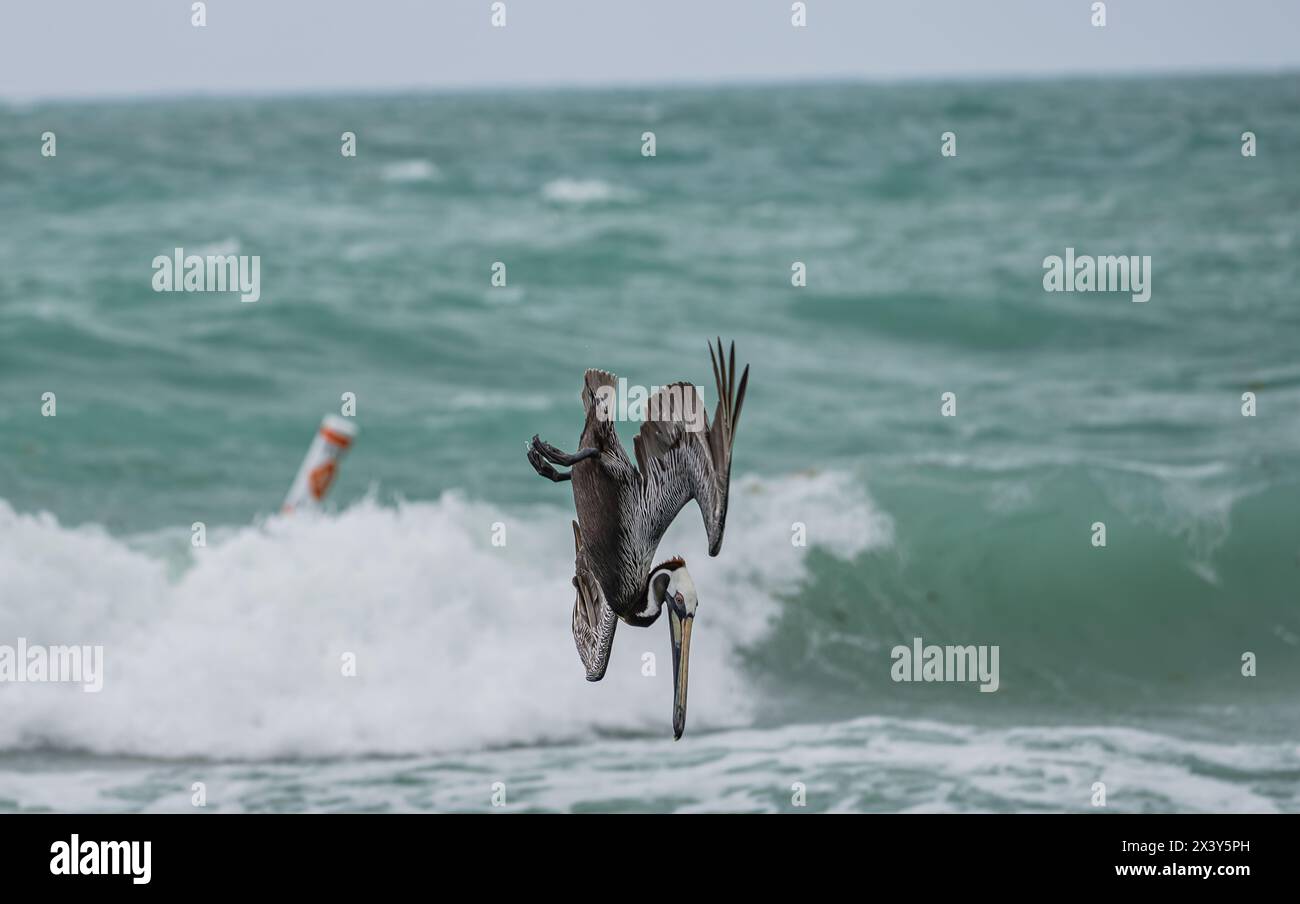 Beautiful Pelicans are symbols of Florida. Big, powerful bird is a ...