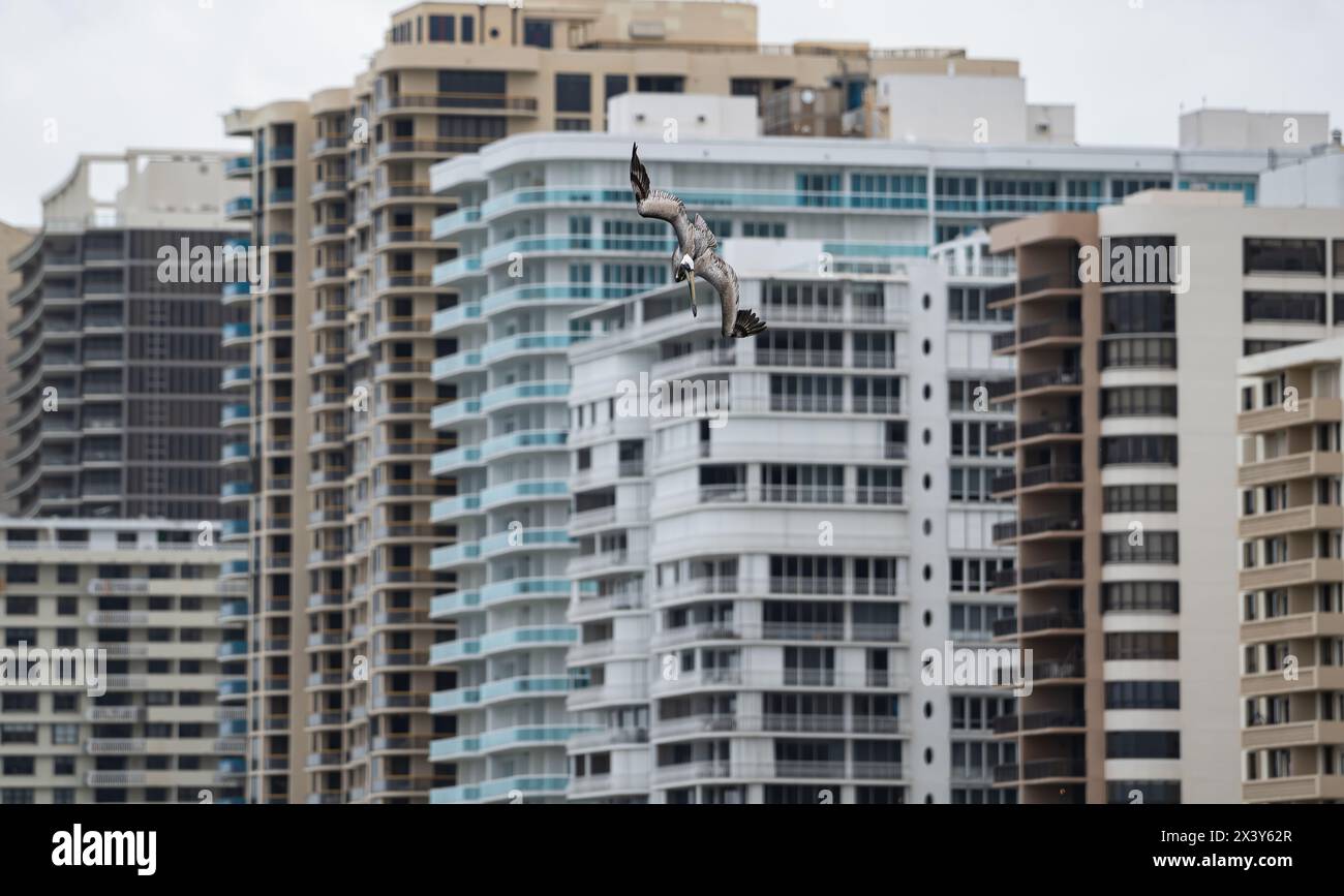 Miami landscape with scenic views of luxury upscale buildings , ocean ...