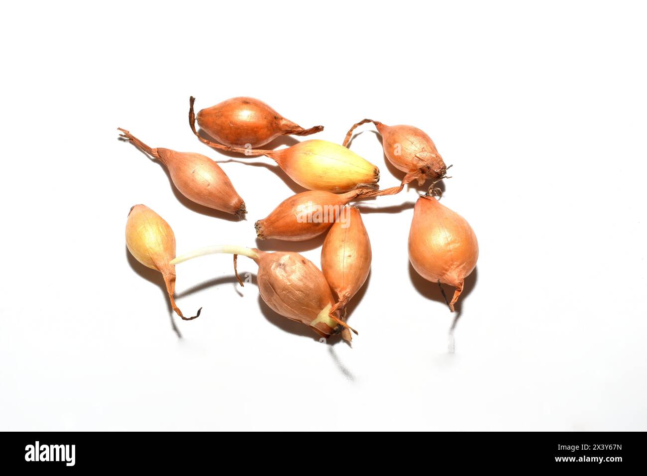 Onion seeds hi-res stock photography and images - Alamy