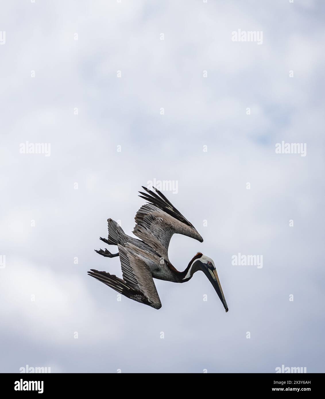 Bal harbour florida fish hi-res stock photography and images - Alamy