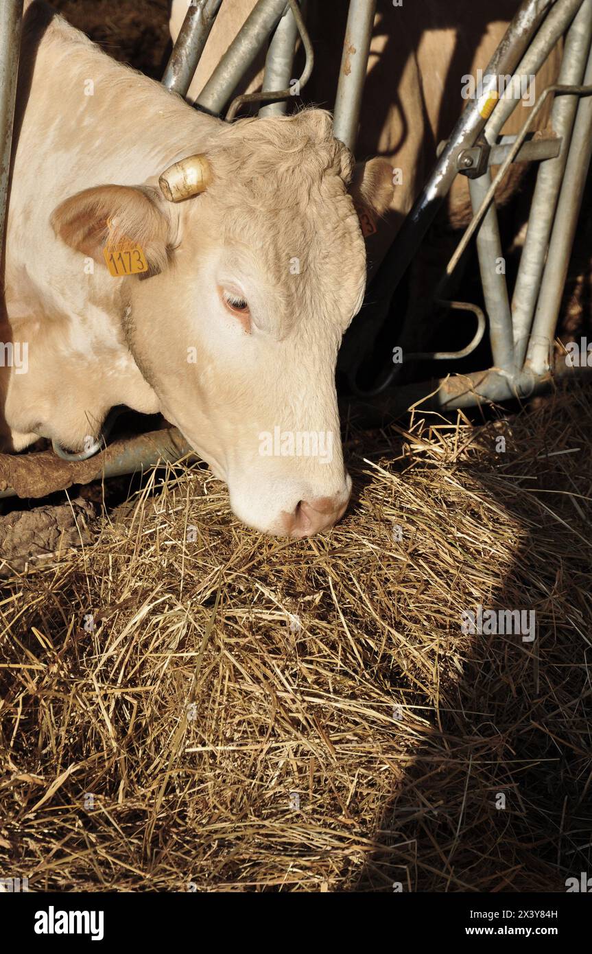 Tarentaise cows hi-res stock photography and images - Alamy