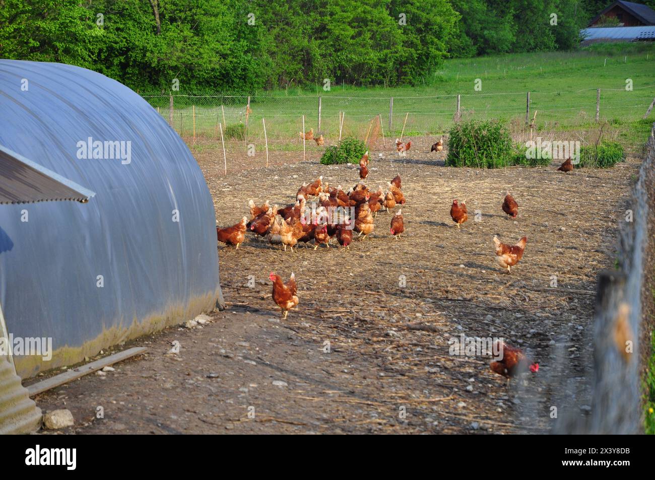 Raising of laying hens outdoors in Savoie Tarentaise Stock Photo - Alamy