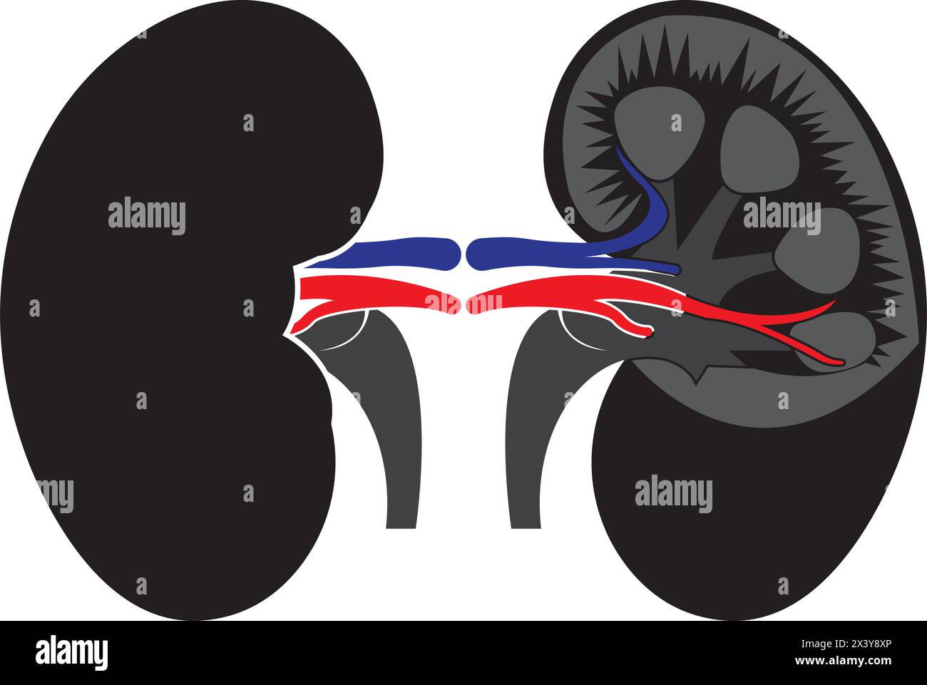 Urinary system icon Stock Vector Images - Alamy