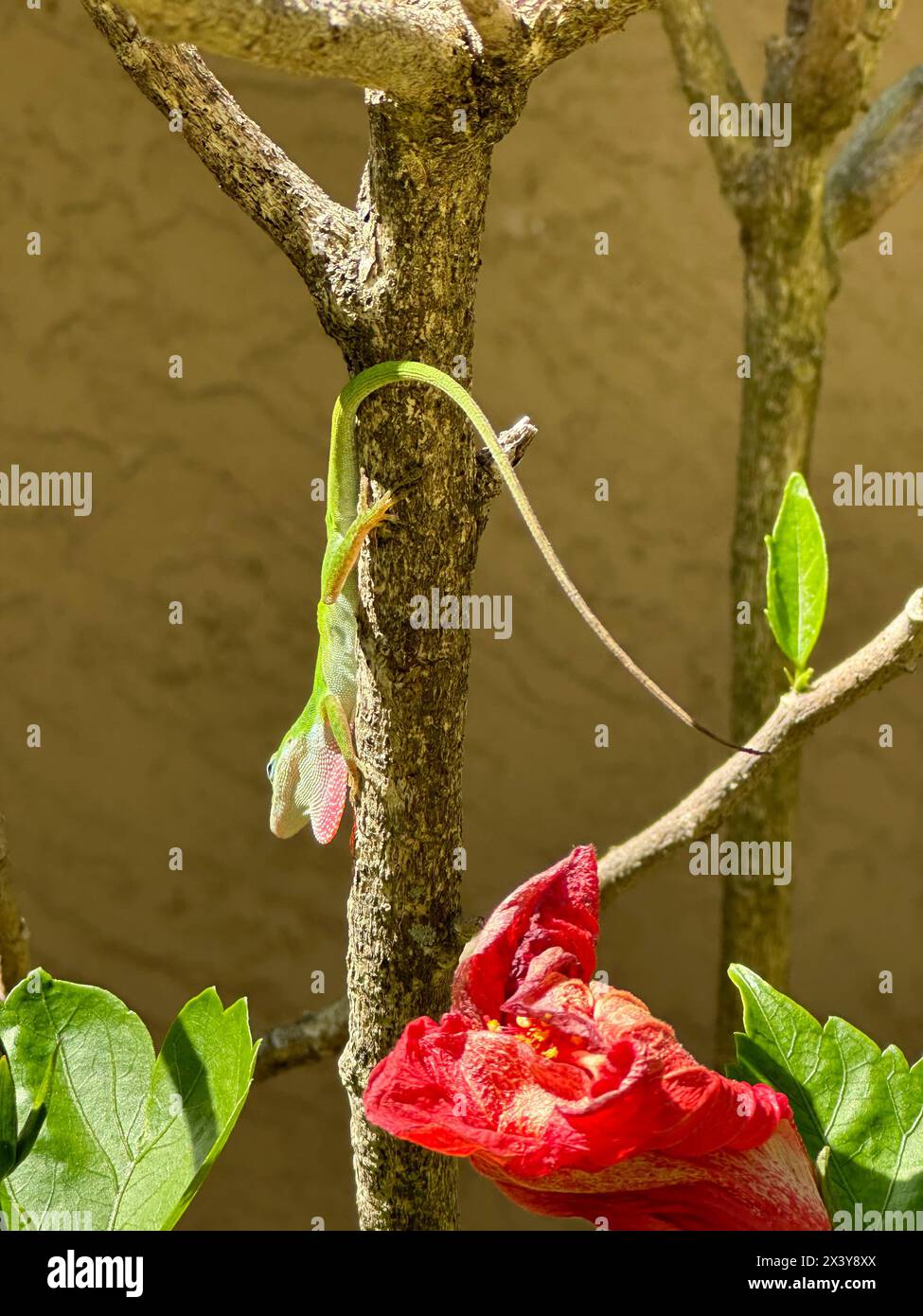 Green Anole lizard displaying dewlap progression #2, beginning stage ...