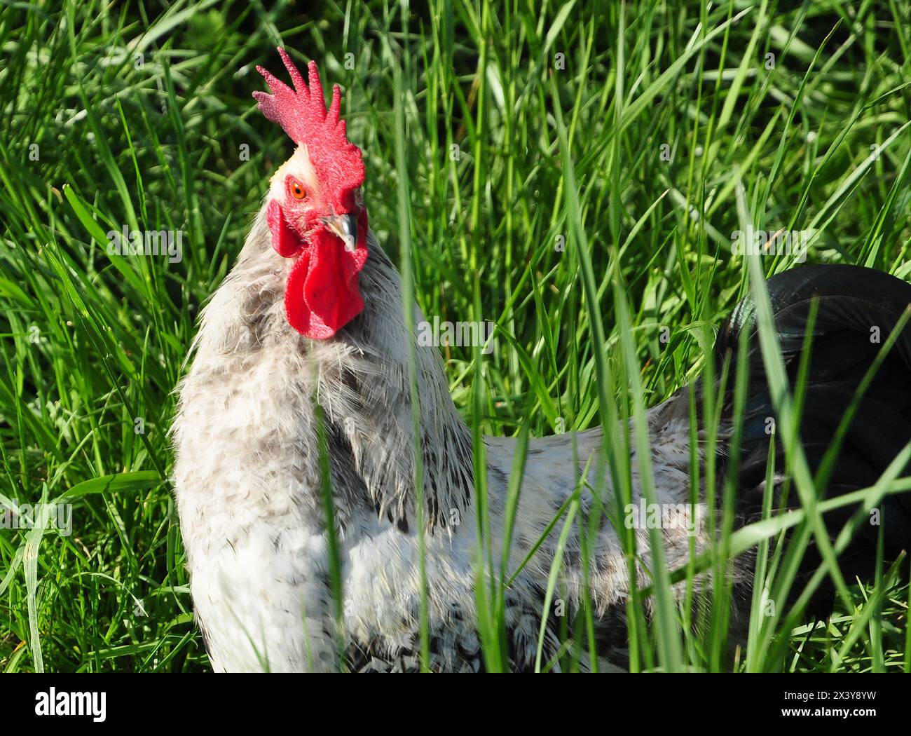 Rooster roaming hi-res stock photography and images - Alamy
