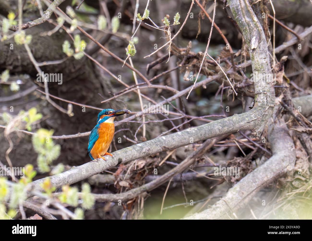 A female Common Kingfisher, Alcedo atthis on the River Rothay in ...