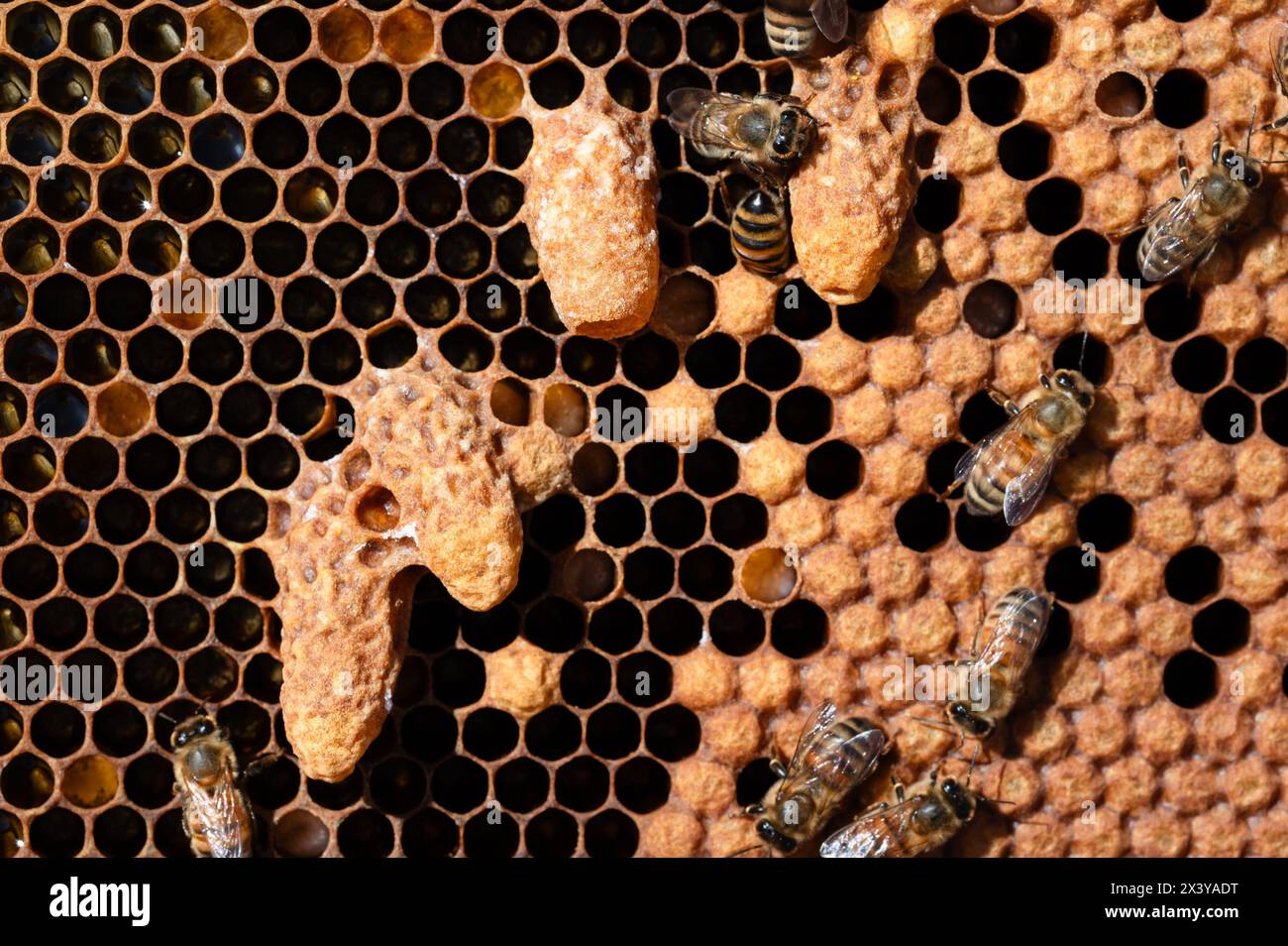 Four honey bee queen cells on a frame of brood Stock Photo - Alamy