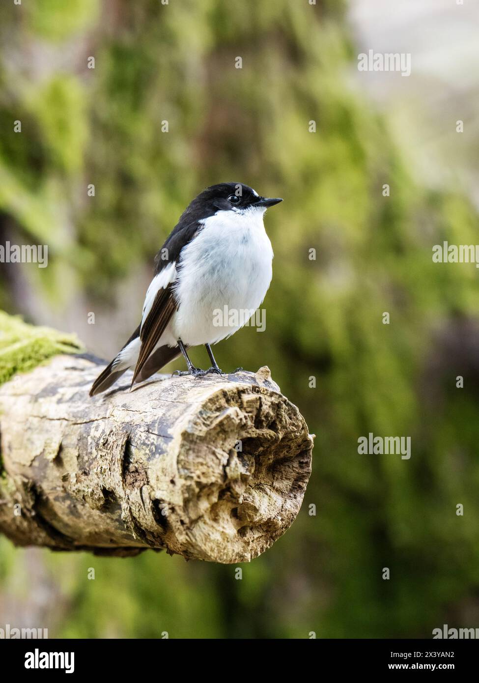 A male Pied Flycatcher, Ficedula hypoleuca in Ambleside, Lake District ...