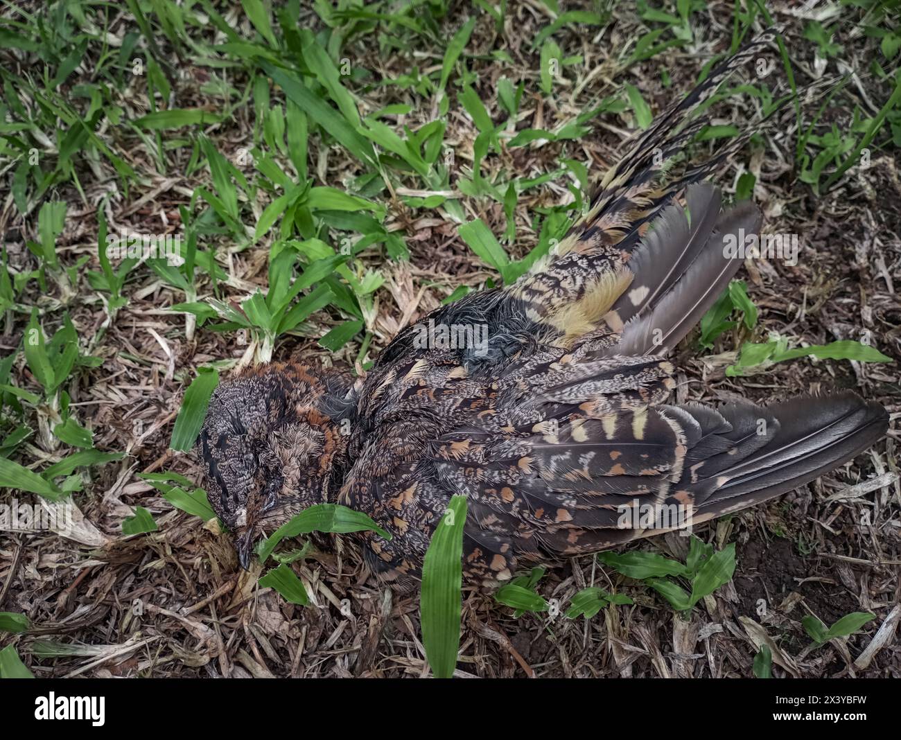 Bird carcass. Bird flu. Dead bird Stock Photo - Alamy
