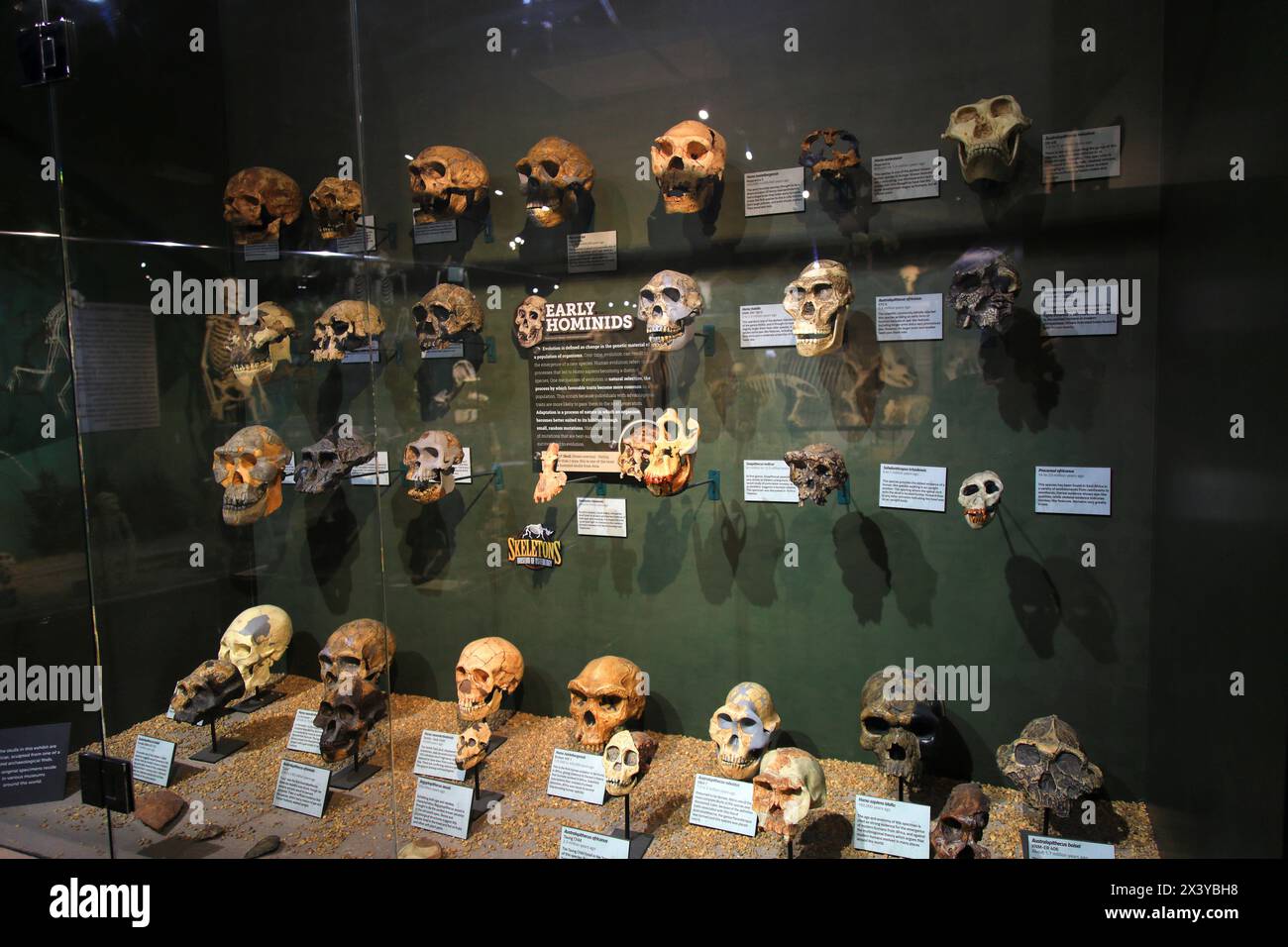 Usa, Floride, Orlando. SKELETONS: Museum Of Osteology. Human skulls ...