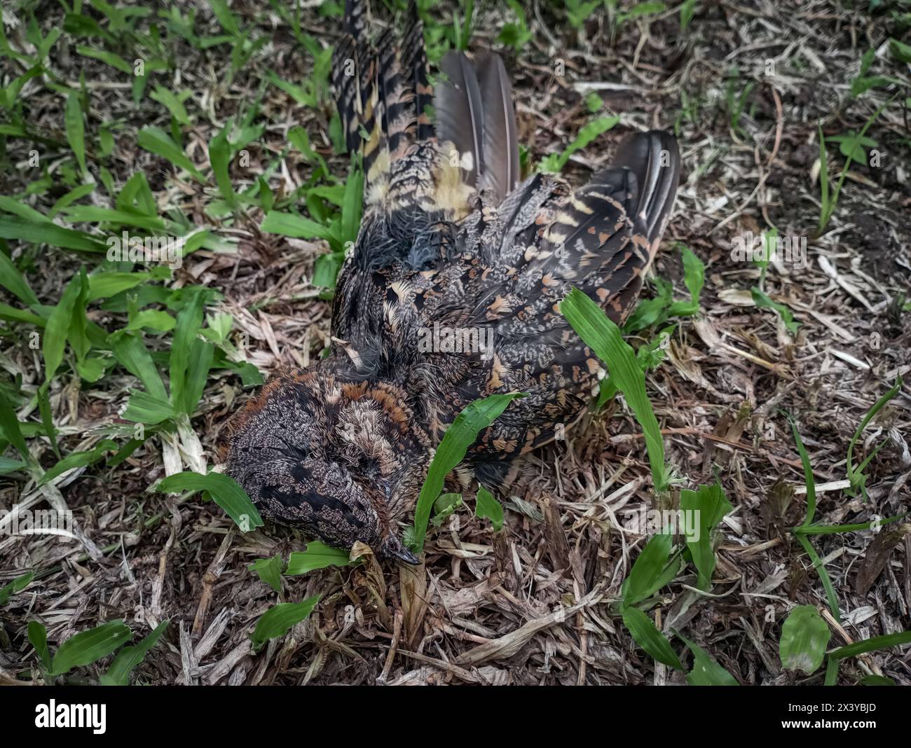Bird carcass. Bird flu. Dead bird Stock Photo - Alamy