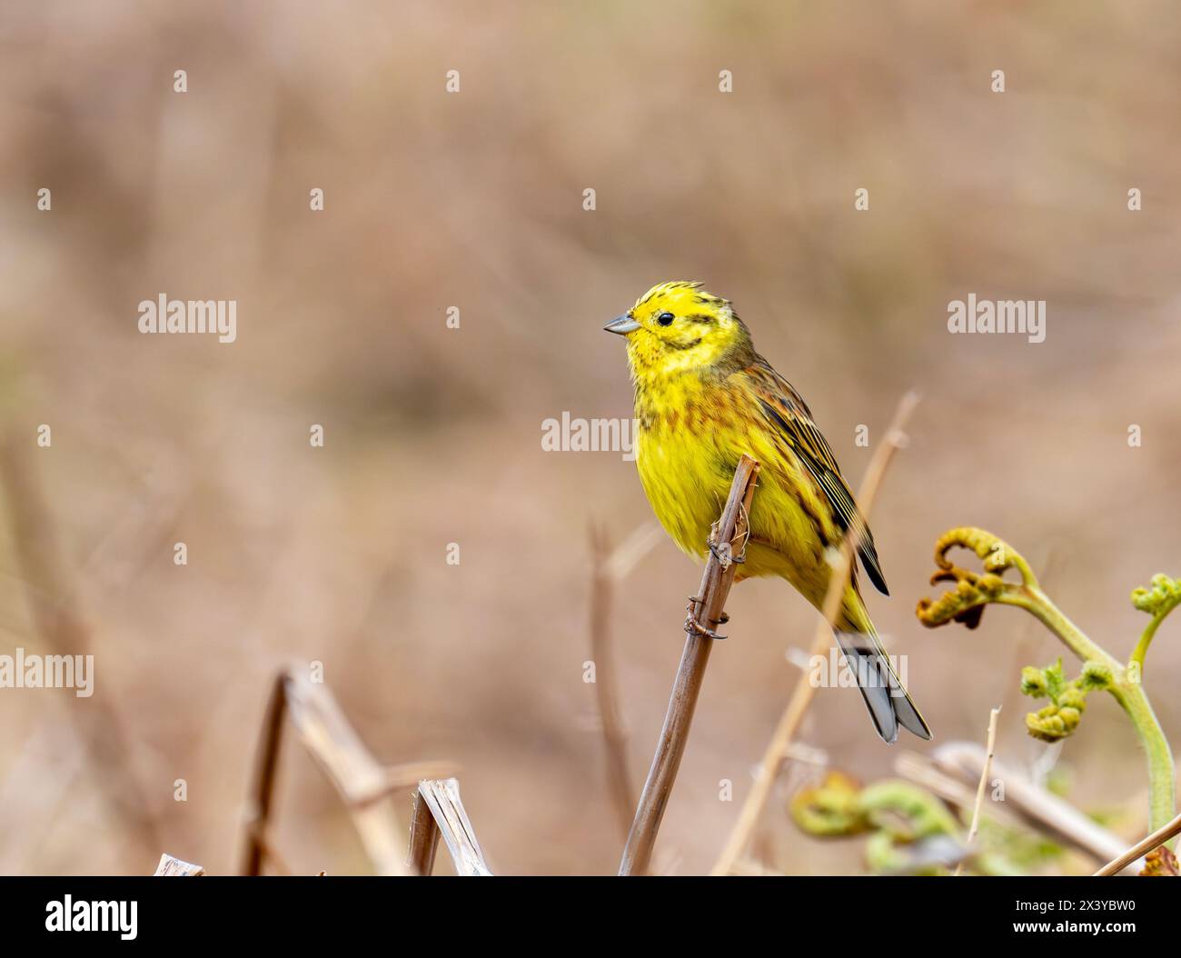 A male Yellowhammer, Emberiza citrinella near Torver, Lake District, UK ...